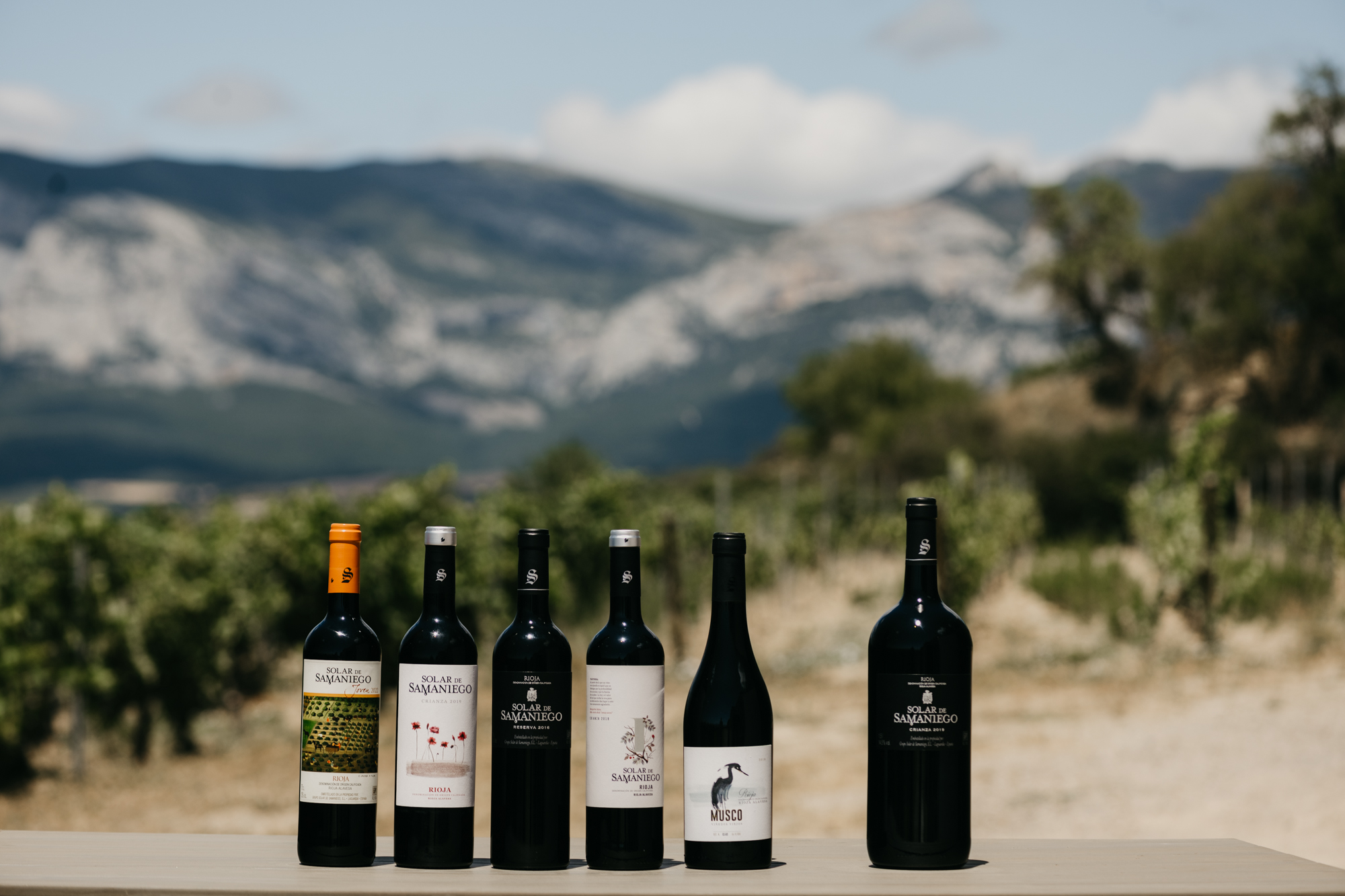 Qué Tipo de Vinos Existen y Cuáles son sus Características