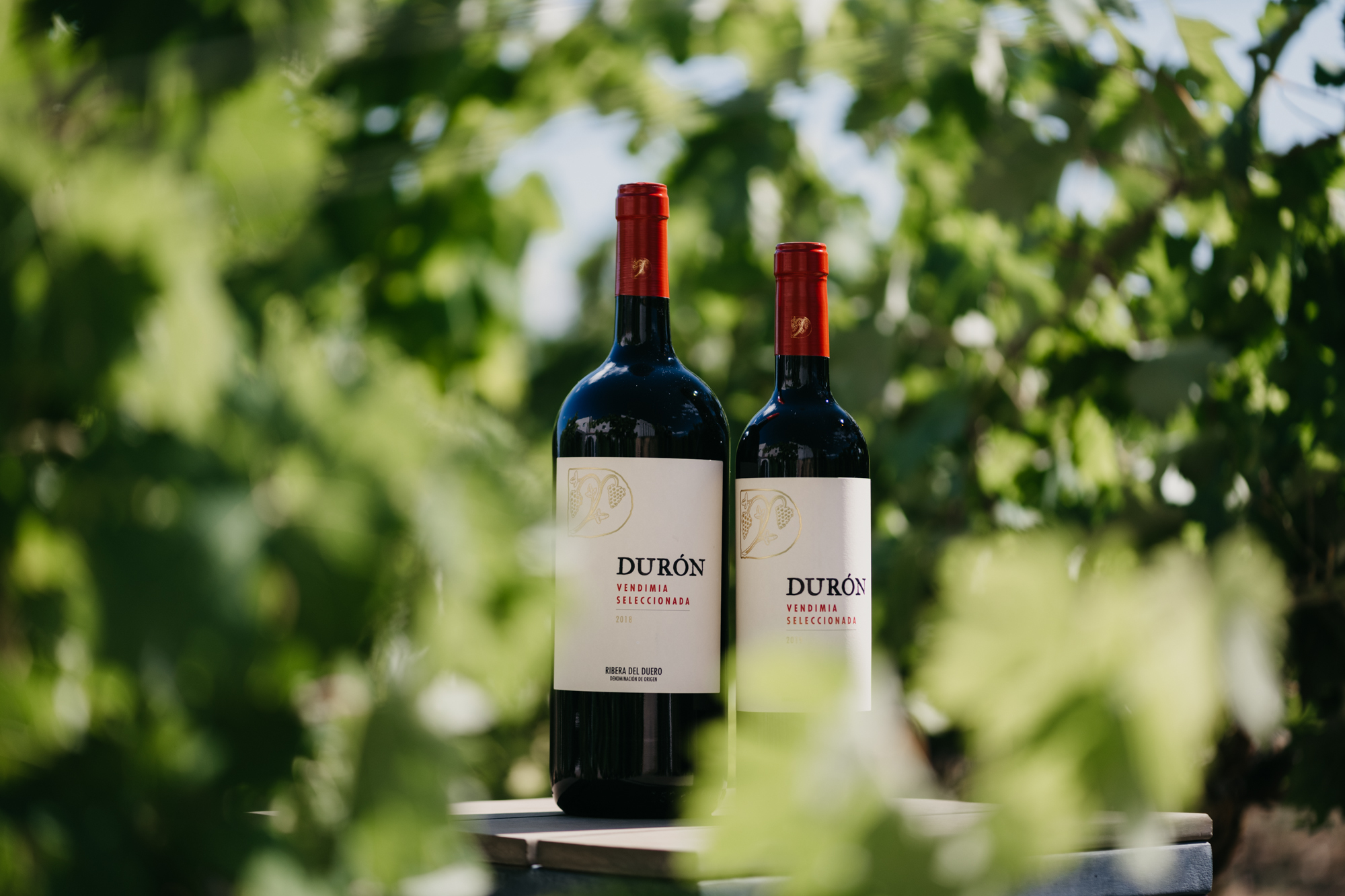 Descubra cuáles son los mejores vinos tinto para verano